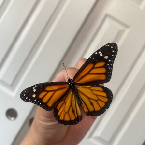 Blue Leafwing Butterfly Anaea Xenocles Spread for Your | Etsy