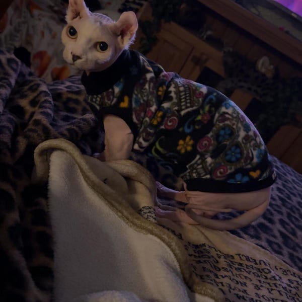 Snuggle Bed, Cat Sleep Sack, Sleeping Bag, Pet Sleeping Bag, Pet ...