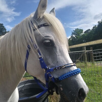 Indian Bosal, Bitless, Bitless Attachment, Bitless Bridle Attachment ...