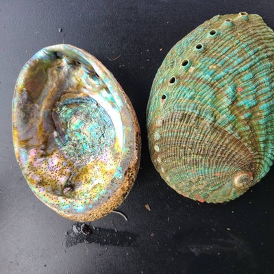 3-7 IN Green Abalone Sea Shell ,incense Burner, Sea Shell, Chameleon Abalone Shell, Wholesale ...