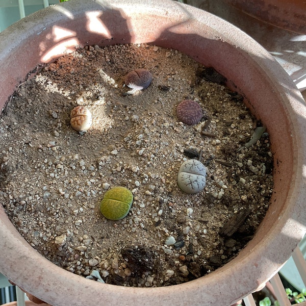 Lithop Seeds Mix, Living Stones Seeds, Colorful Mini Succulent ...