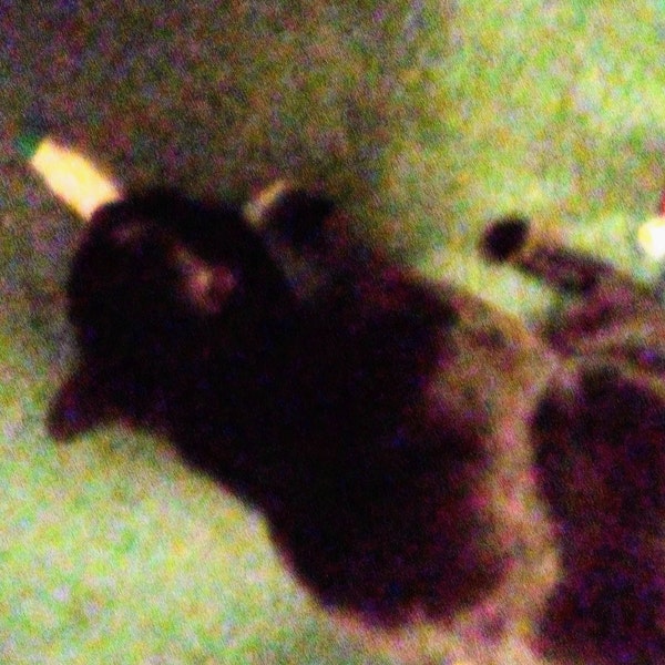 Cat Toys Felt Catnip Joints Set of 3 Available in Catnip, Lemongrass ...