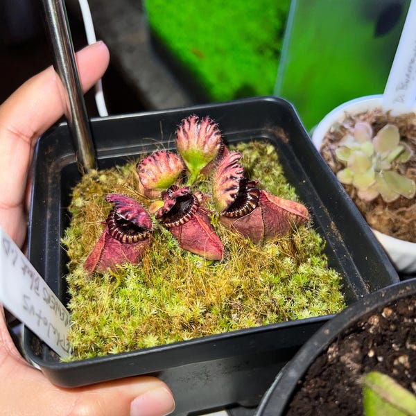 Xyris Difformis Bog Yellow-eyed-grass - Etsy