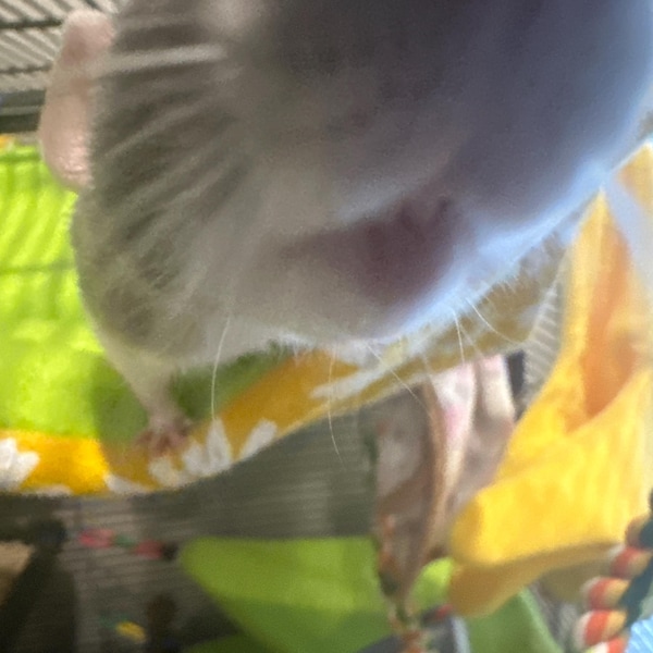 Mismatched Rat Cube Hammock UGLY DUCKLING Random rat Bed, Rat Cage Set ...
