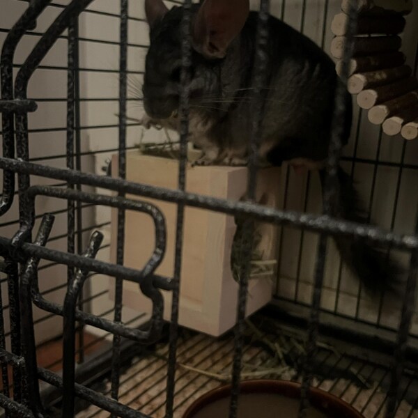 Chinchilla Luxury Hideout House W/ Front Porch Deluxe Hut Porch Kiln ...