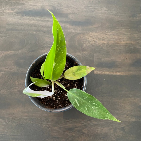 Philodendron White Princess #2 Starter Plant (ALL STARTER PLANTS ...