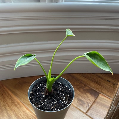 Live Angel Wing Begonia medora Starter Plant USA SELLER - Etsy