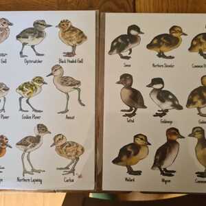 British Male Ducks Identification Chart and Illustration With - Etsy