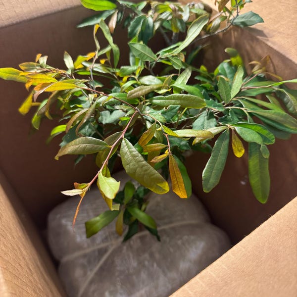 Rare Dwarf Mulberry Bonsai Tree, "wake up the World" Collection From ...