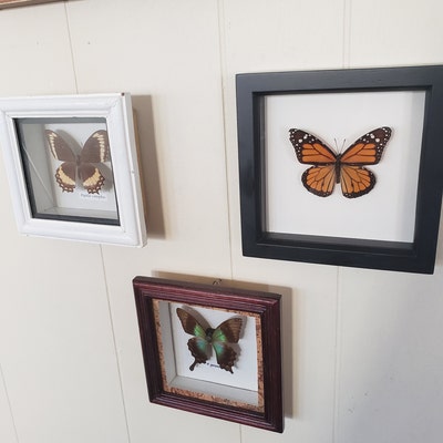 Real Framed Butterfly Monarch Butterfly Display 6x6 - Etsy