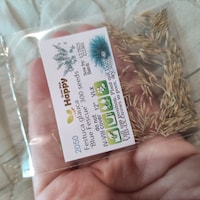 COREOPSIS BABY GOLD Coreopsis Lanceolata 150 Seeds Dwarf - Etsy Canada