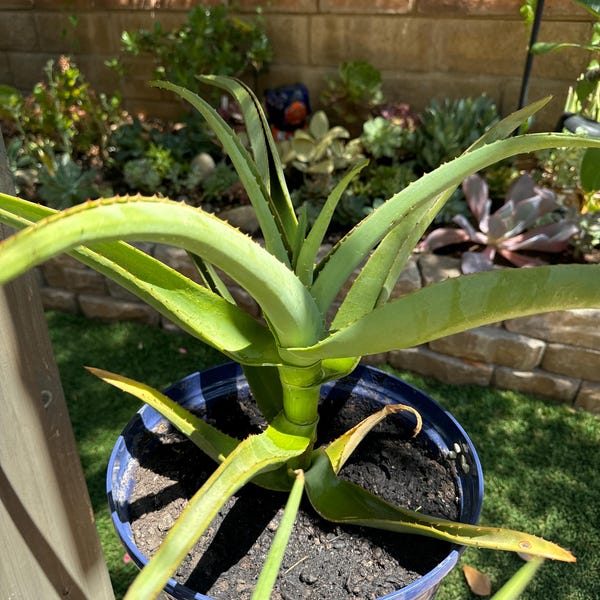 3g. Aloe Thraskii, Gorgeous Tree Aloes From South Africa. Gorgeous ...