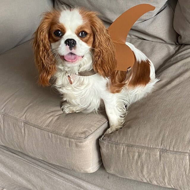 Shark Fins For Dogs. Dog Shark Fins. Shark Dog by LABRASHARK