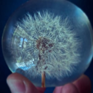 Dandelion, Dandelion Resin Paperweight,housewarming Gift,new Home Gift ...