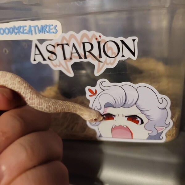 Angy Companions - Vinyl Stickers - Baldur's Gate 3 Fan Art - Etsy