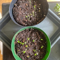 Wingstem Seeds - Etsy Canada