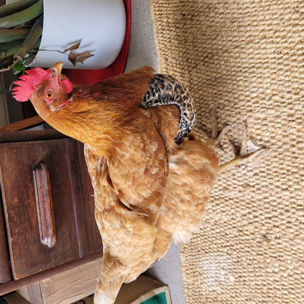 Chicken Bra, Crop Support, Pendulous Crop Support, Crop Bra, Hen Bra ...