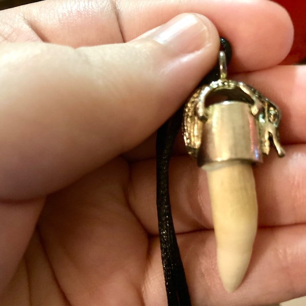 Gator Tooth Necklace regular Size - Etsy