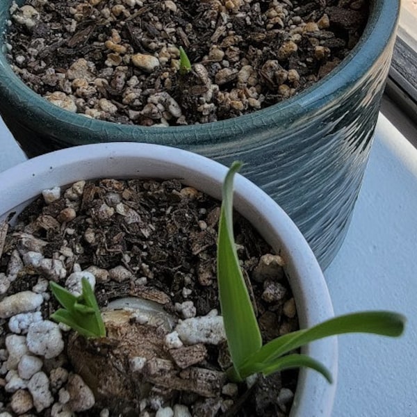 Rare Succulents Albuca Concordiana, Ornithogalum Concodianum - Etsy