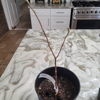 Star Magnolia 4pot Magnolia Stellata - Etsy