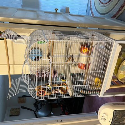 Macaw Ladder, Large Bird Toy - Etsy