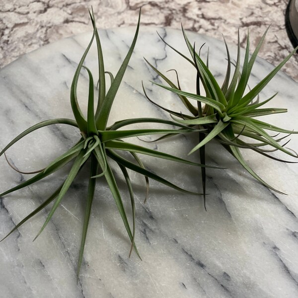 Tillandsia Aeranthos Air Plant - Carnation of the Air - 30 Day ...