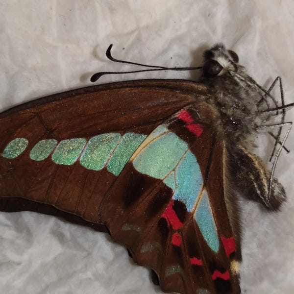 Morphidae - Morpho Theseus Juturna - Mounted - Insects for Your Art ...