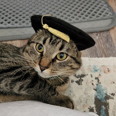 Marine Captain Mini Hat Cat Captain Hat Original Design - Etsy