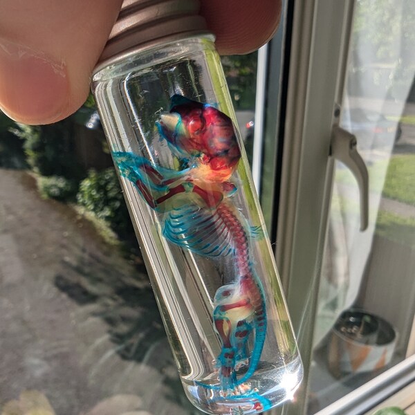 Butterfly Specimen in Glass Cover, Real Insect Specimen, Butterfly ...