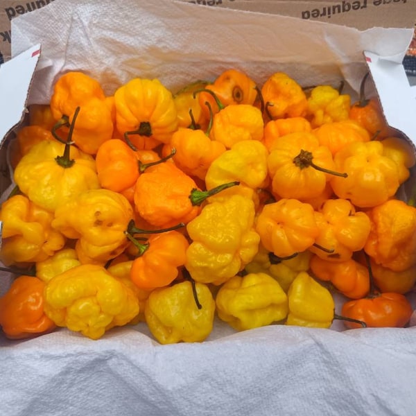 Whole Fresh Scotch Bonnet Peppers. Fresh Pods of Genuine Scotch Bonnets ...