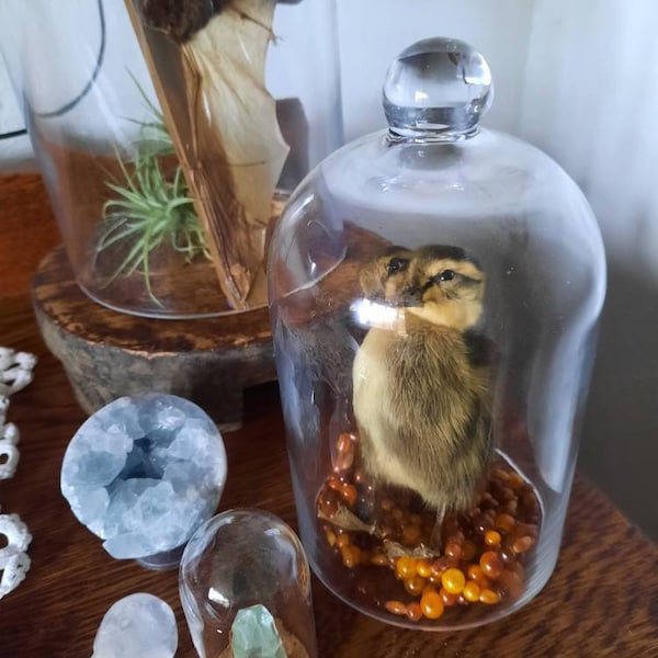 Real Little Yellow Goose Specimen Collectibles Study, Special Gifts ...