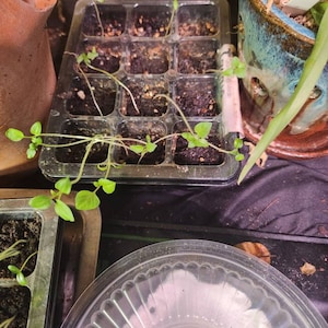 Wild Chiltepin Chile Pepper Seeds capsicum Annuum Chili SHU 50,000100 ...