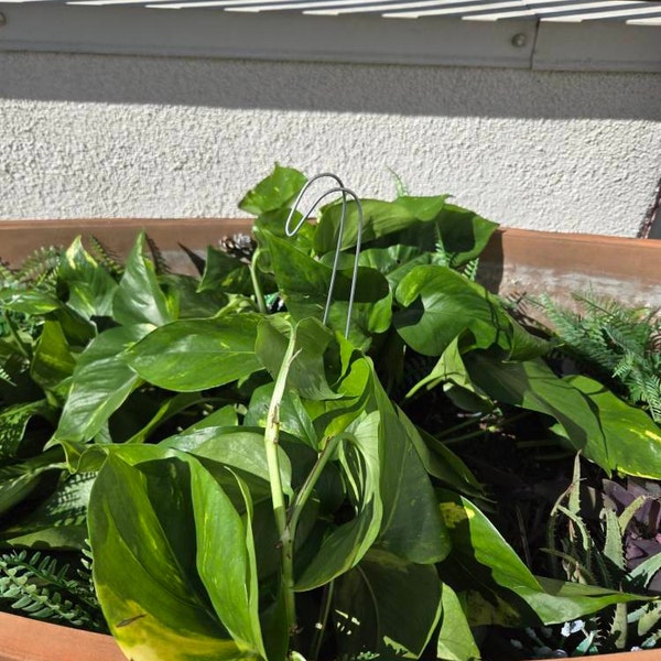 Large Devils Ivy ,golden Pothos 6inch green Pot Super Full Tropical ...