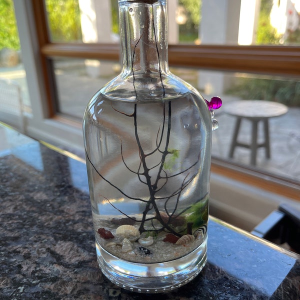 Large Shrimp Ecosphere - Closed Aquatic Ecosystem (glass, Natural ...