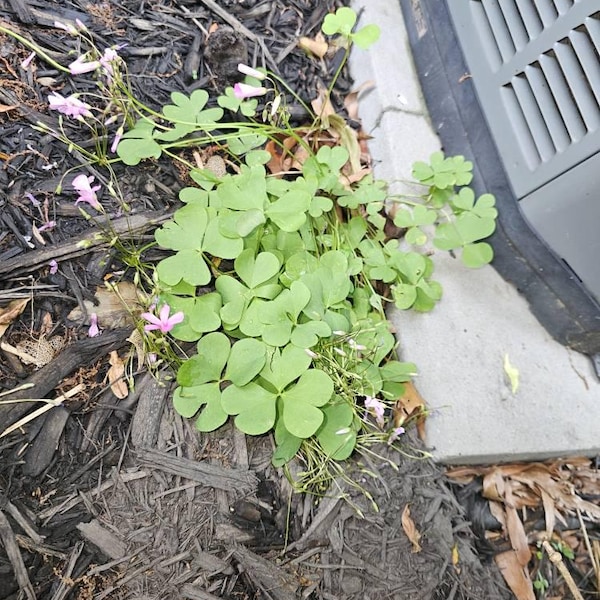 Purple Clover Oxalis Triangularis Purpurea False Shamrock Bulbs - Etsy