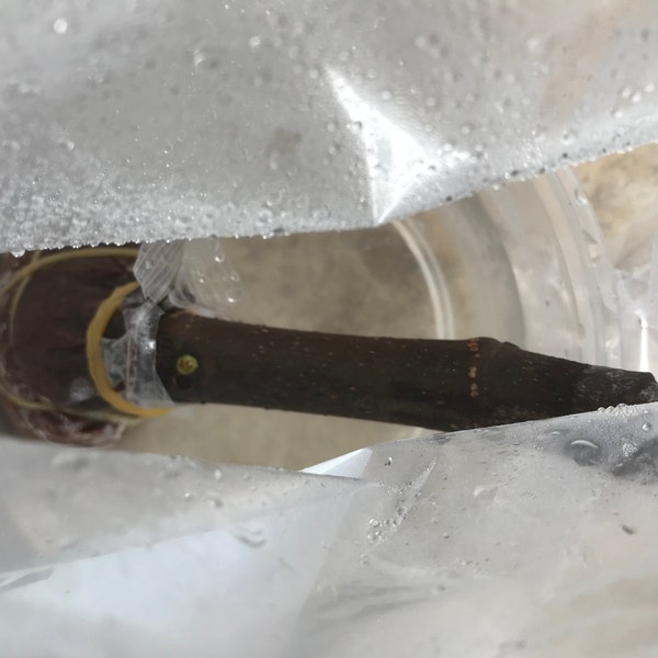 X2 Lays Potato Chips Tzatziki Flavored Snacks - Etsy