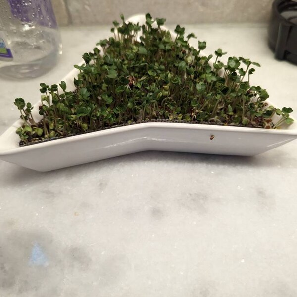 Blue Sprouters, Sprouting Box, Sprouting Vessel, Sprouting Container - Etsy