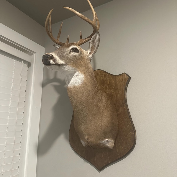 Shoulder Mount Deer Plaques - Etsy