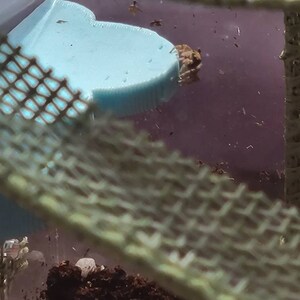 Gecko Food Ledge Bowls & Spoon Kit Choice of Colours 3D - Etsy