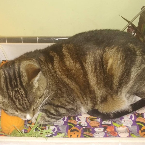 Orange Carrot Catnip Toys. - Etsy