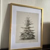 Vintage Fir Botanical Sketch | Printable Christmas Tree | Pine Tree ...