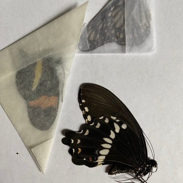 10-100 UNSPREAD RANDOM Butterflies Pack Lot Real Mixed Species Tropical ...