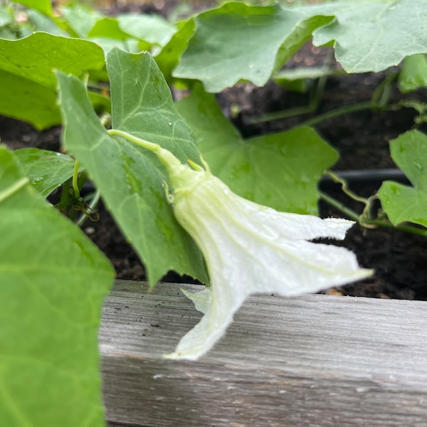 Tindora Ivy Gourd Small Plant (coccinia Grandis) - Etsy
