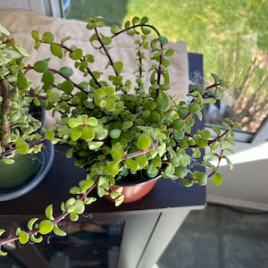 Portulacaria Afra Prostrata “trailing Elephant Bush” - Etsy