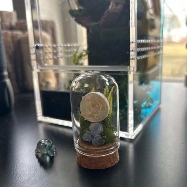 Custom Final Resting Place- Memorial Enclosure for Jumping Spiders. - Etsy