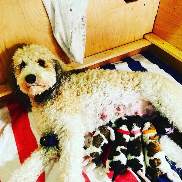 Whelping Box, Weaning Box, Large, Dog/puppy Pen, Quickwhelp - Etsy