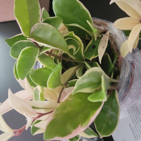 Dancing Bones Cactus | 2 Inch | Rhipsalis Salicornioides | Live ...