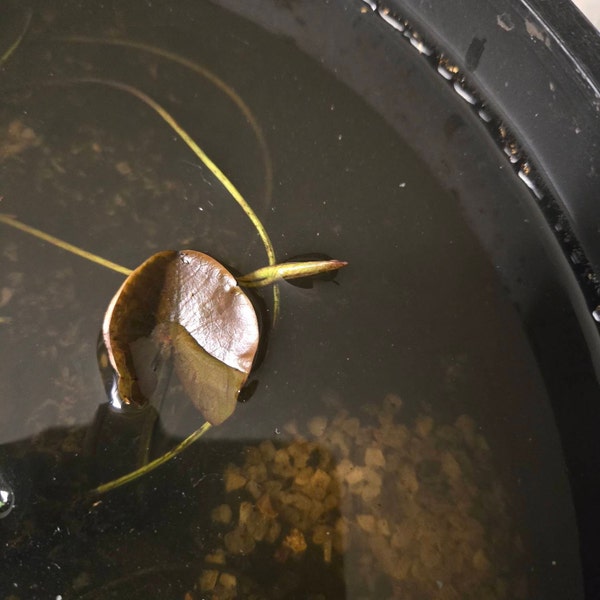 Carex Lurida | Shallow Sedge | Bareroot | Wetland Restoration | Live ...