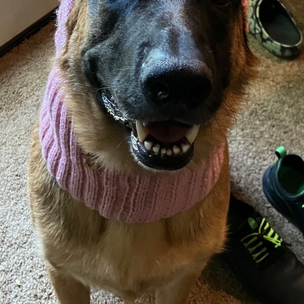 Devil Dog Snood, Dog Devil Horns, Halloween Pet Costume, Knit Dog ...