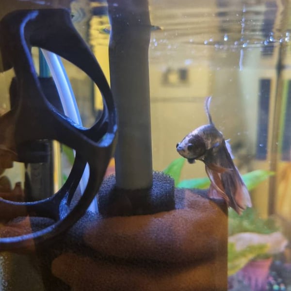 Betta Lair, Aquarium Swim Through Cave Decoration for Aquatic Pets ...